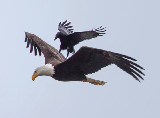 Did you know that the only bird that dares to attack an eagle is a crow ...