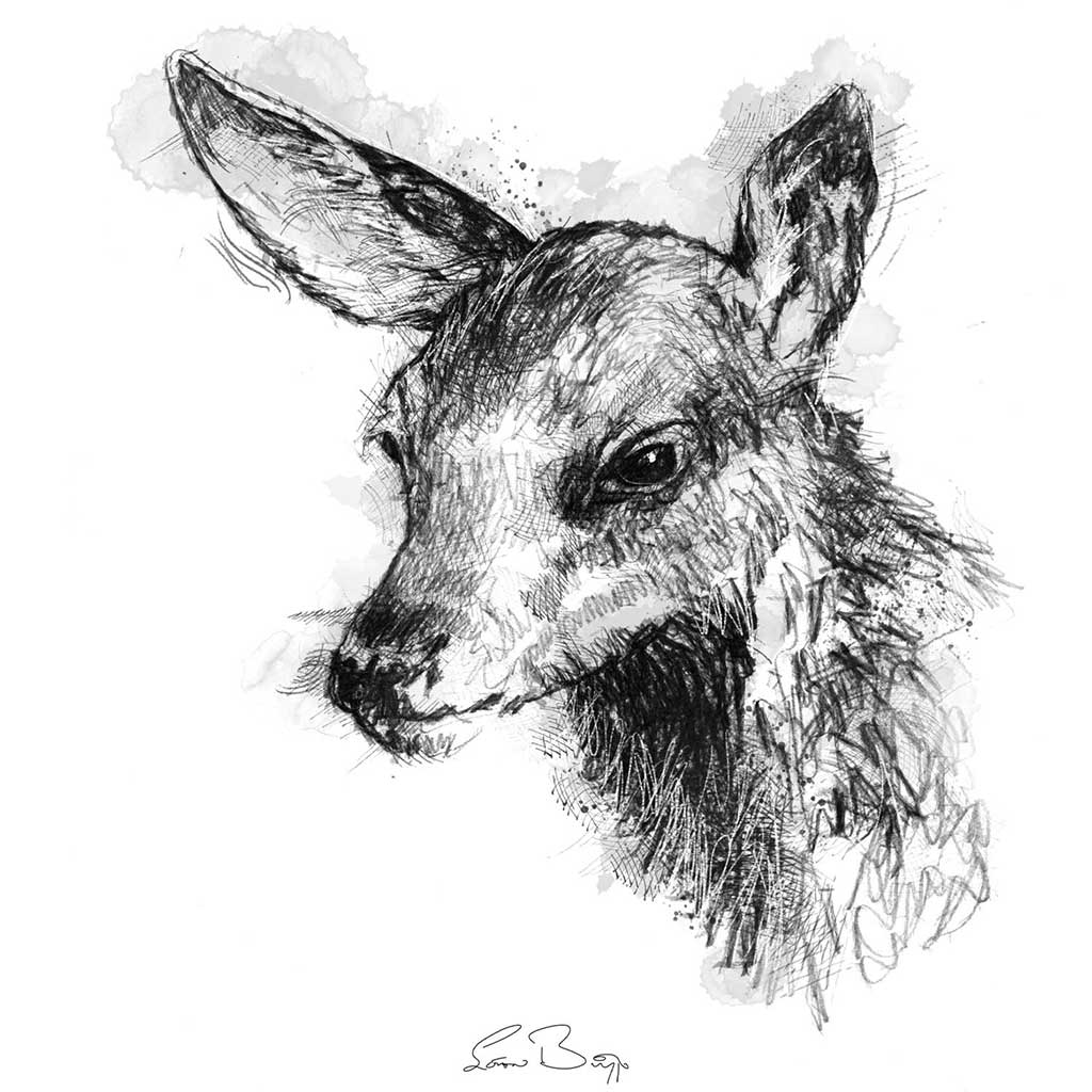 Deer Fawn Drawing