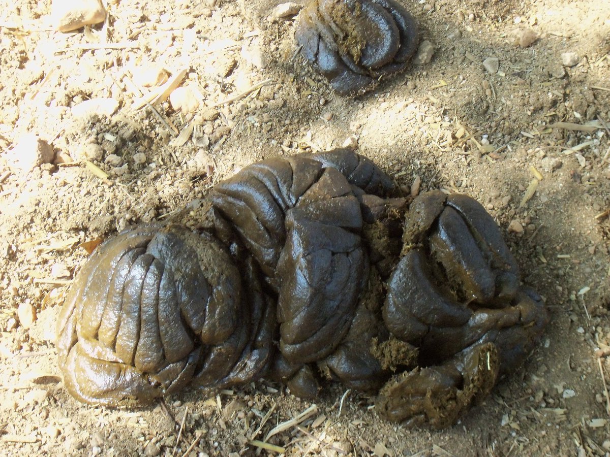 🛖Emakhosini Ngiyakhuleka👏🏾👵🏾👴🏾🙏🏾Why did our ancestors apply the cow ...