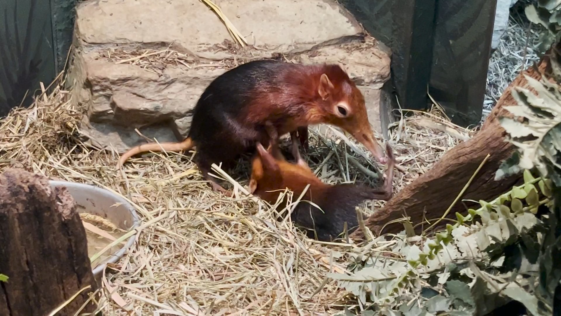 Rufous Elephant Shrew