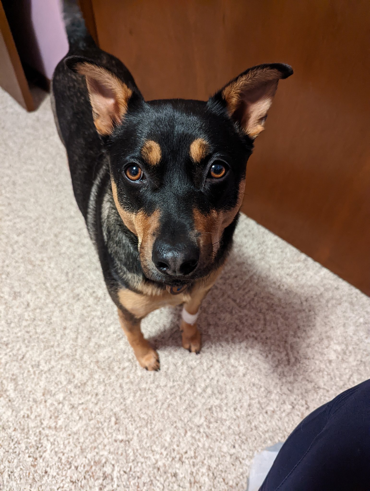 Min Pin Corgi Mix
