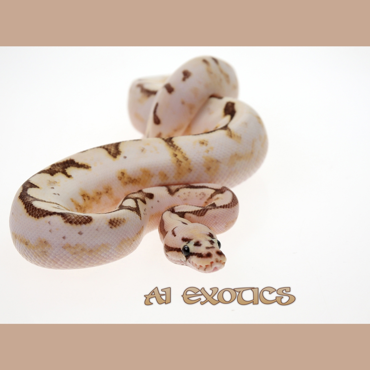 Pastel Spider Ball Python