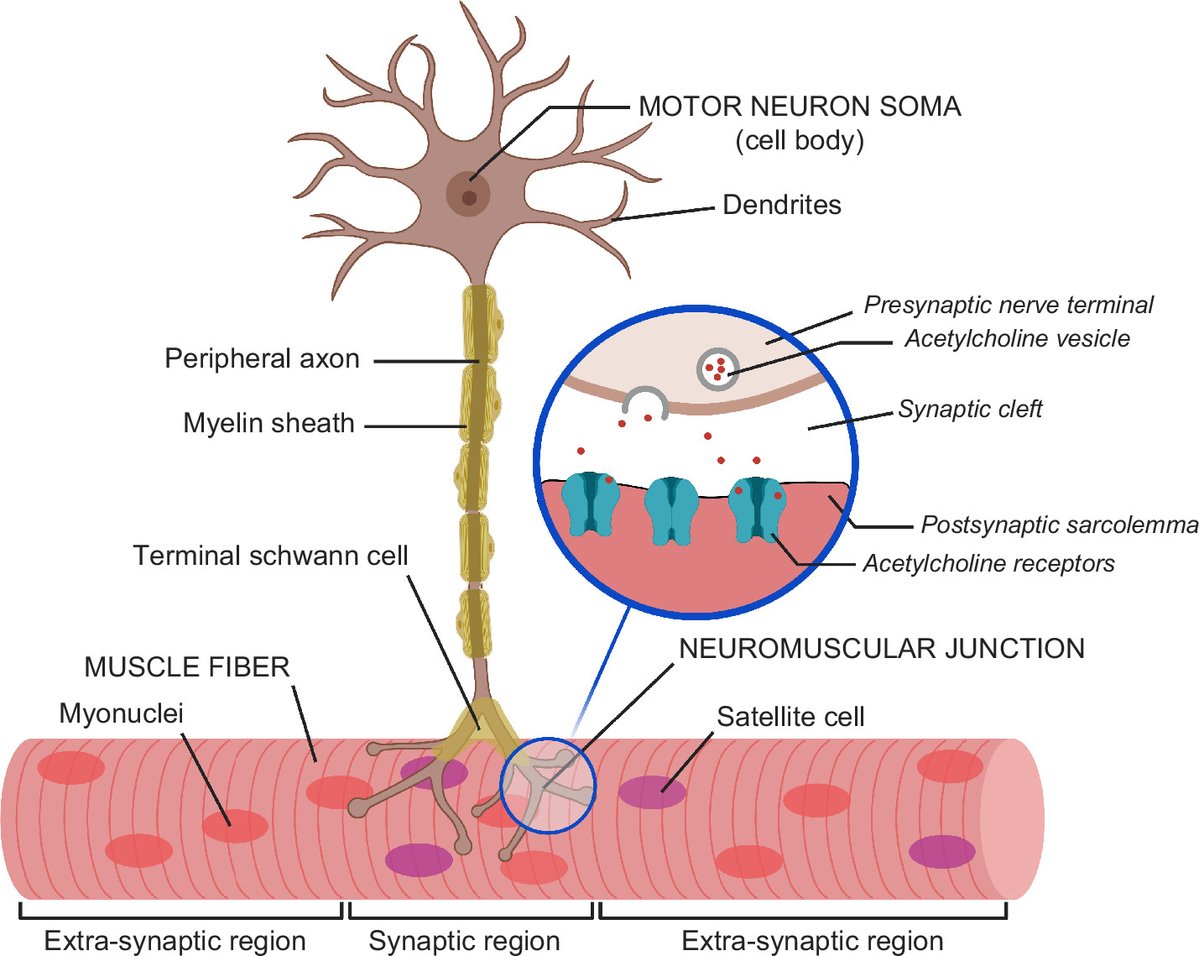 Neuromuscular Junction Motor Neuron