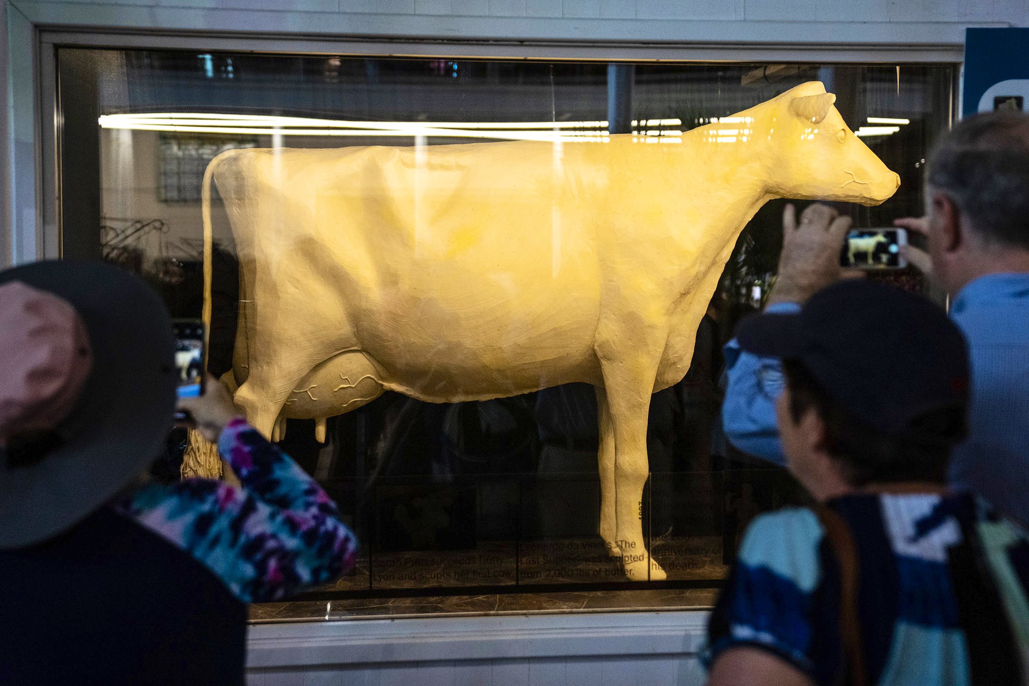 Iowa State Fair Butter Cow