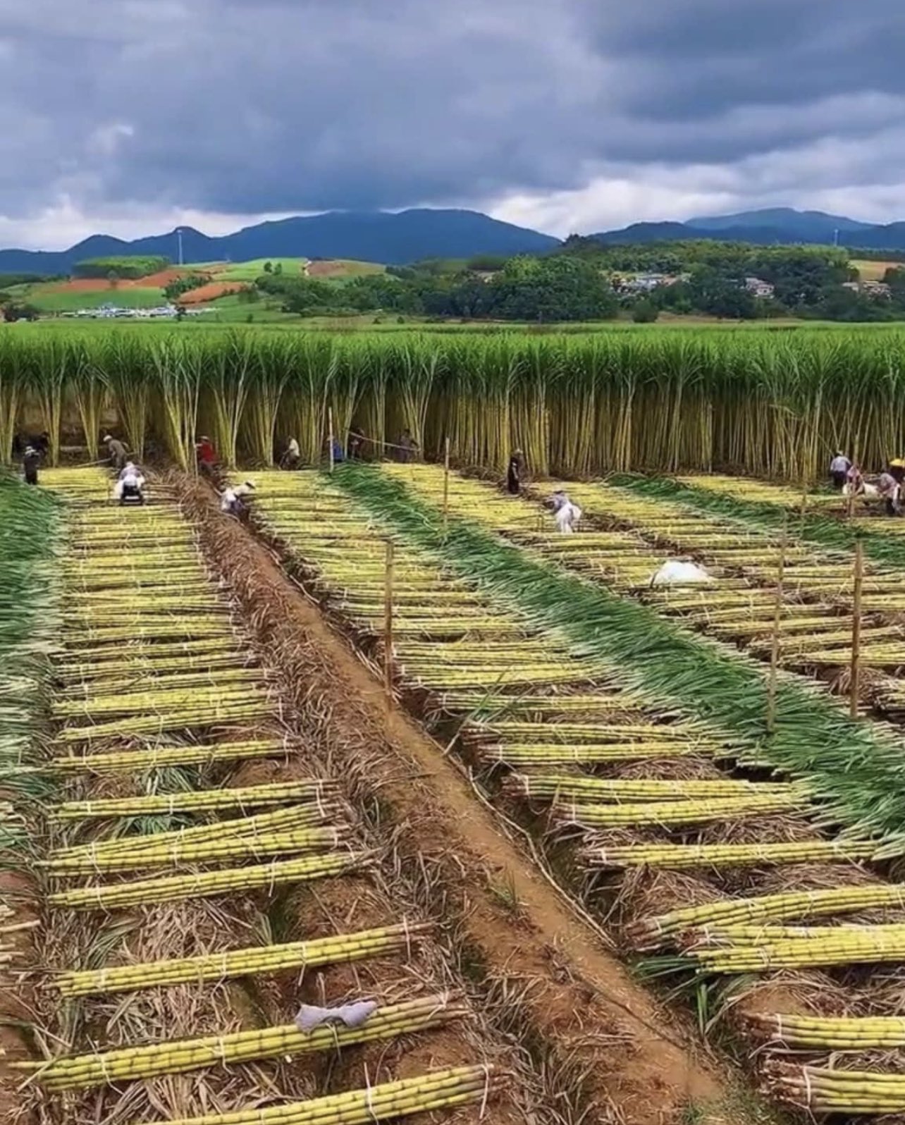 Sugar Cane Plantation