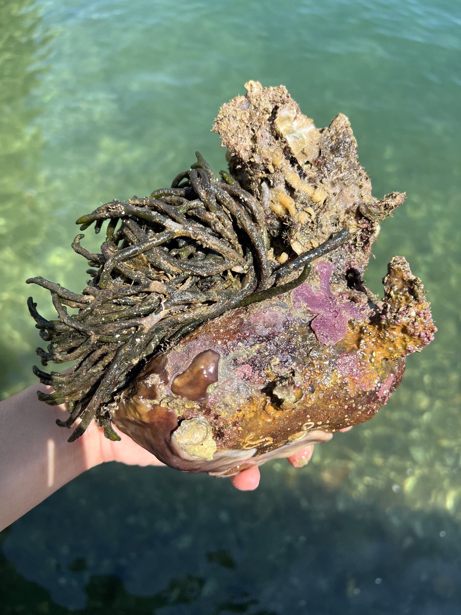 KISO@与太郎気味(@kiso_machine) - Twilog (ツイログ)