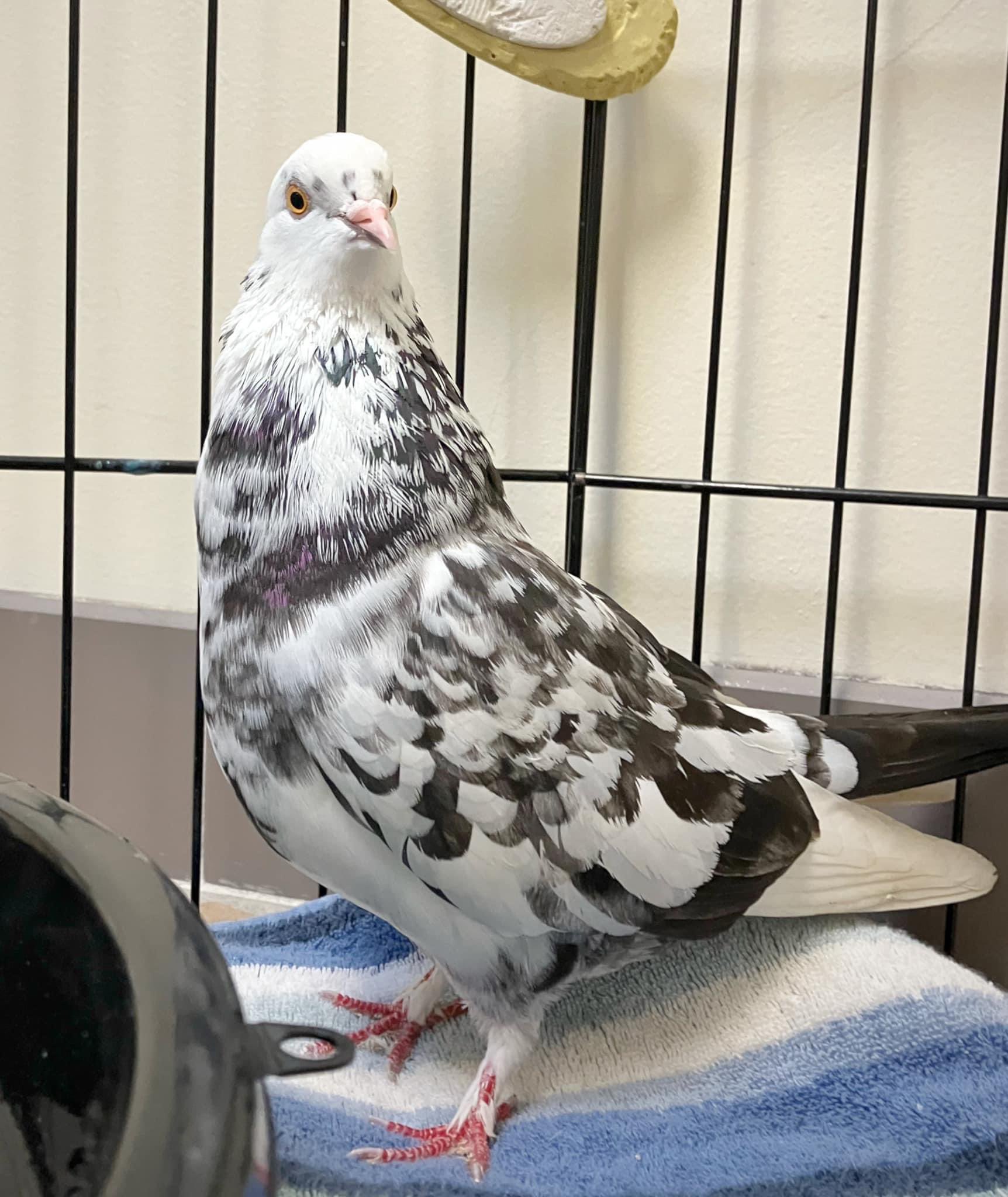 Parlor Roller Pigeons