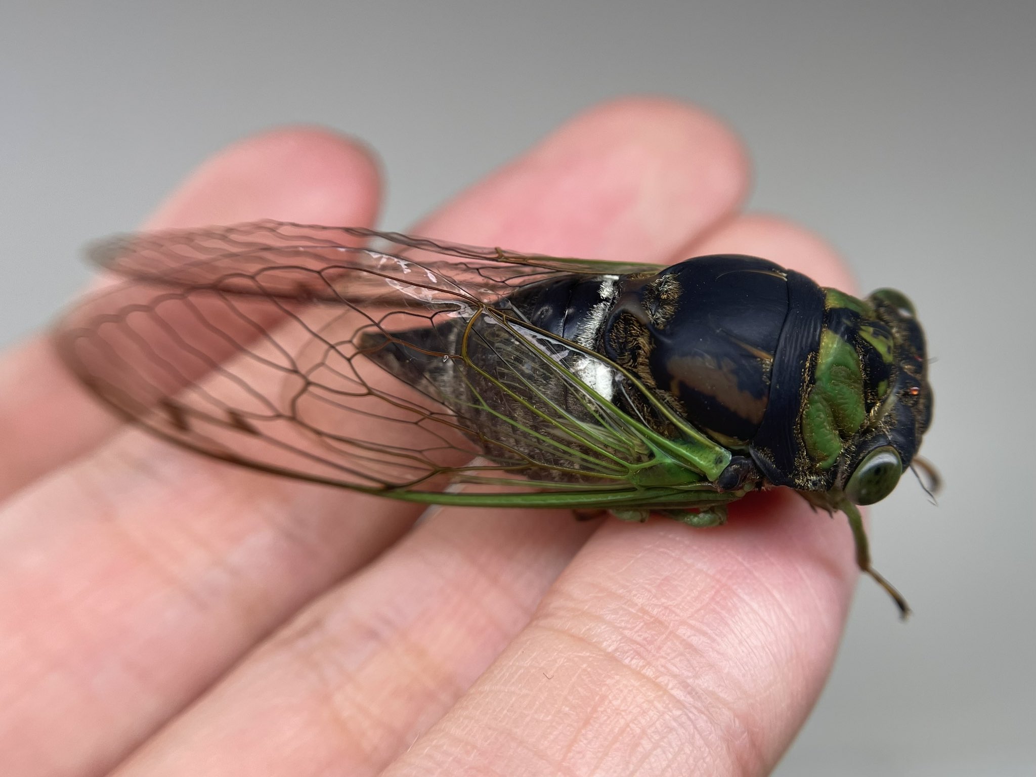 Swamp Cicada Common Swamp Cicada (Neotibicen Tibicen Tibicen) Insecta
