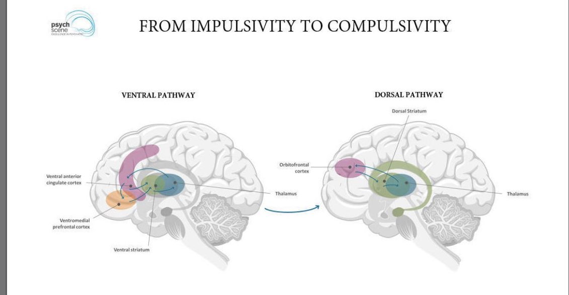 🚨 Neuroscience of addiction 3 stages 1.Binge & Intoxication: Reward ...
