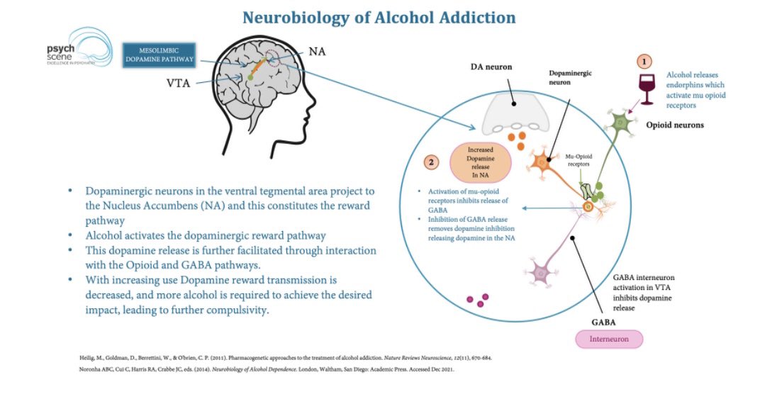 🚨 Neuroscience of addiction 3 stages 1.Binge & Intoxication: Reward ...
