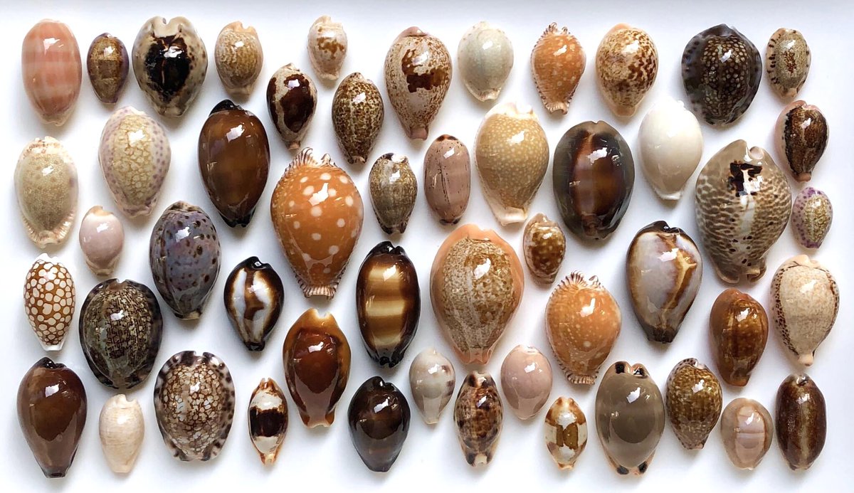 Cowries, #cypreidade #cowries #mollusc #gastropod #biodiversity # ...