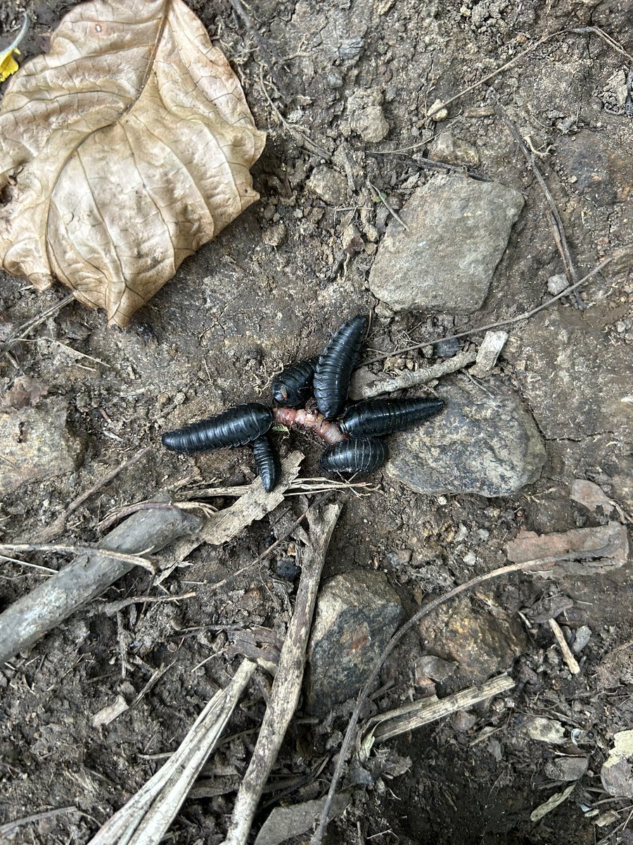 kuzawa(@kuzawa_bolete) - Twilog