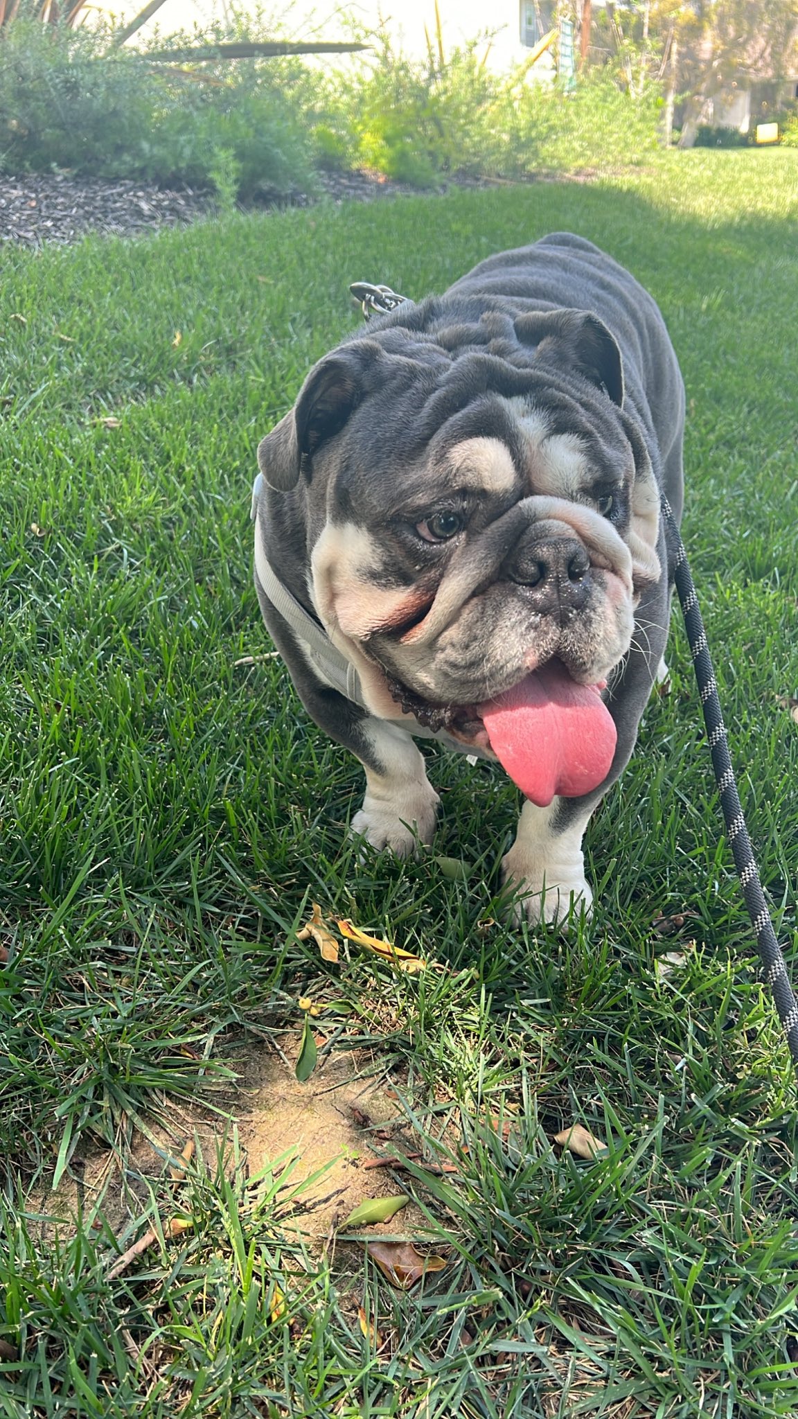 A Real Dog With Swagg