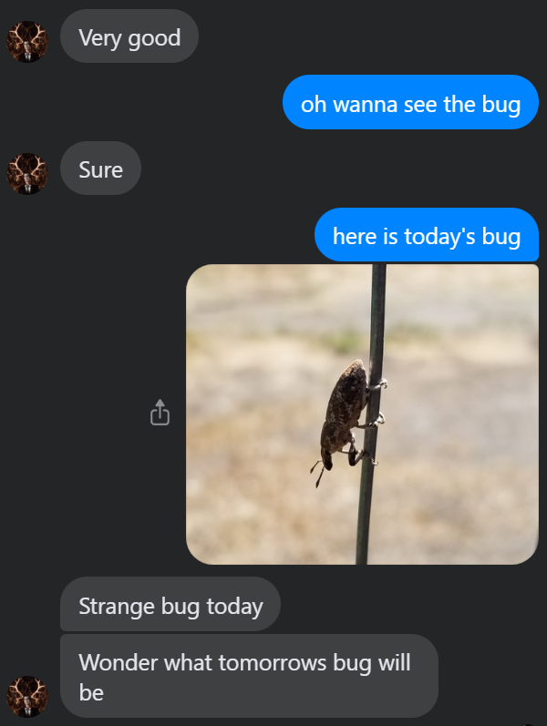 Good Good Bug Meme