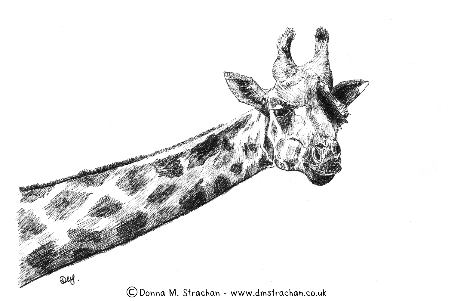 Giraffe Head And Neck Drawing