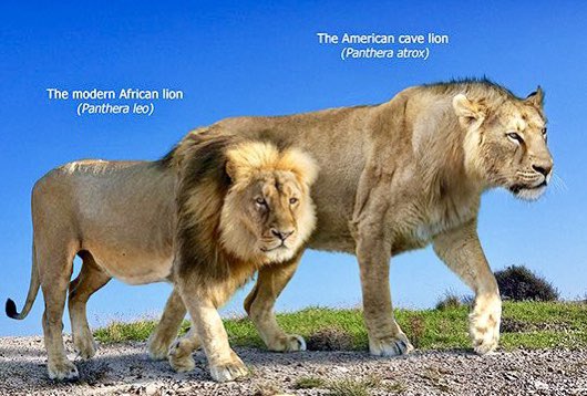 American Lion Vs African Lion