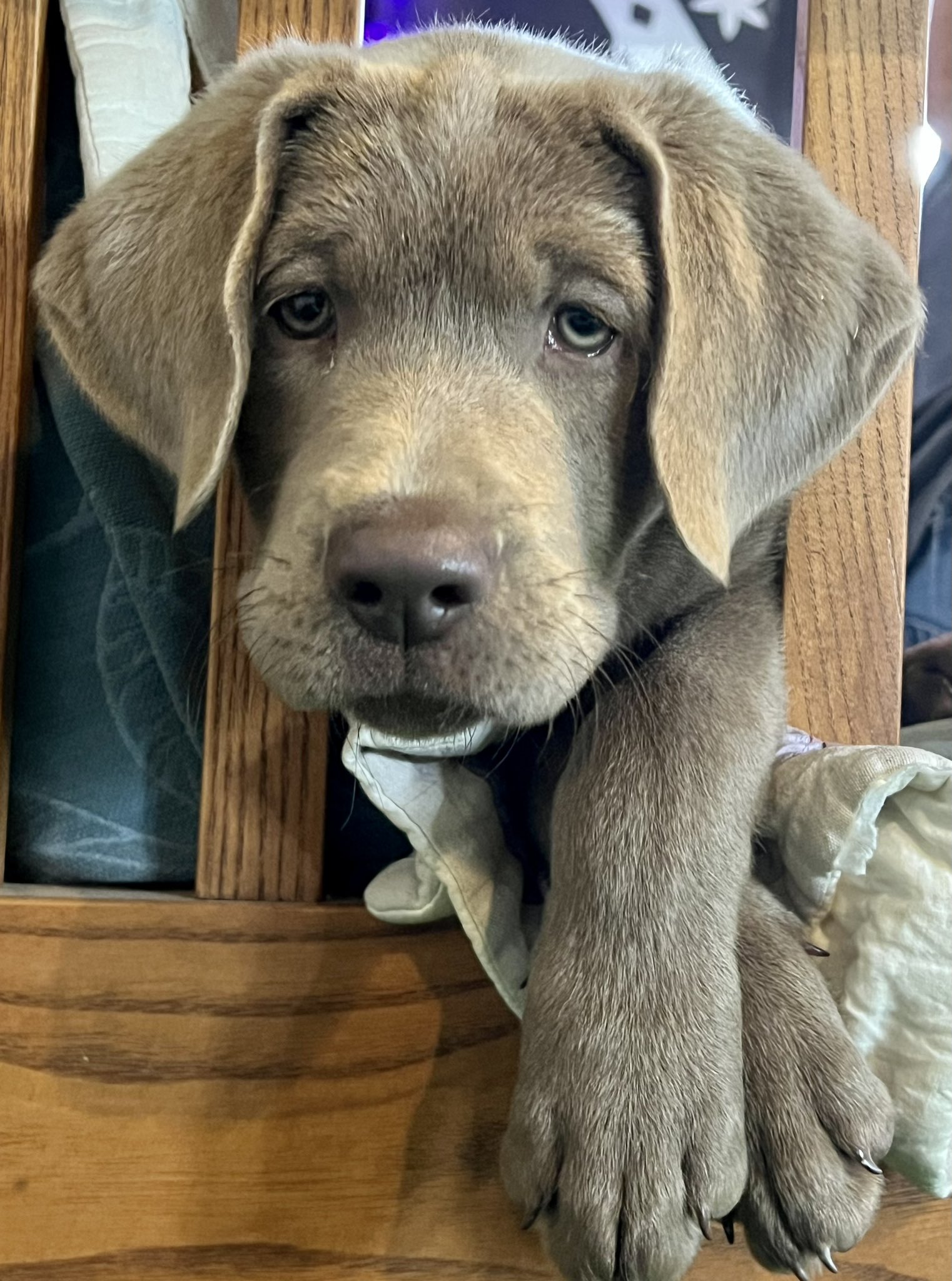 Blue Eyed Chocolate Lab