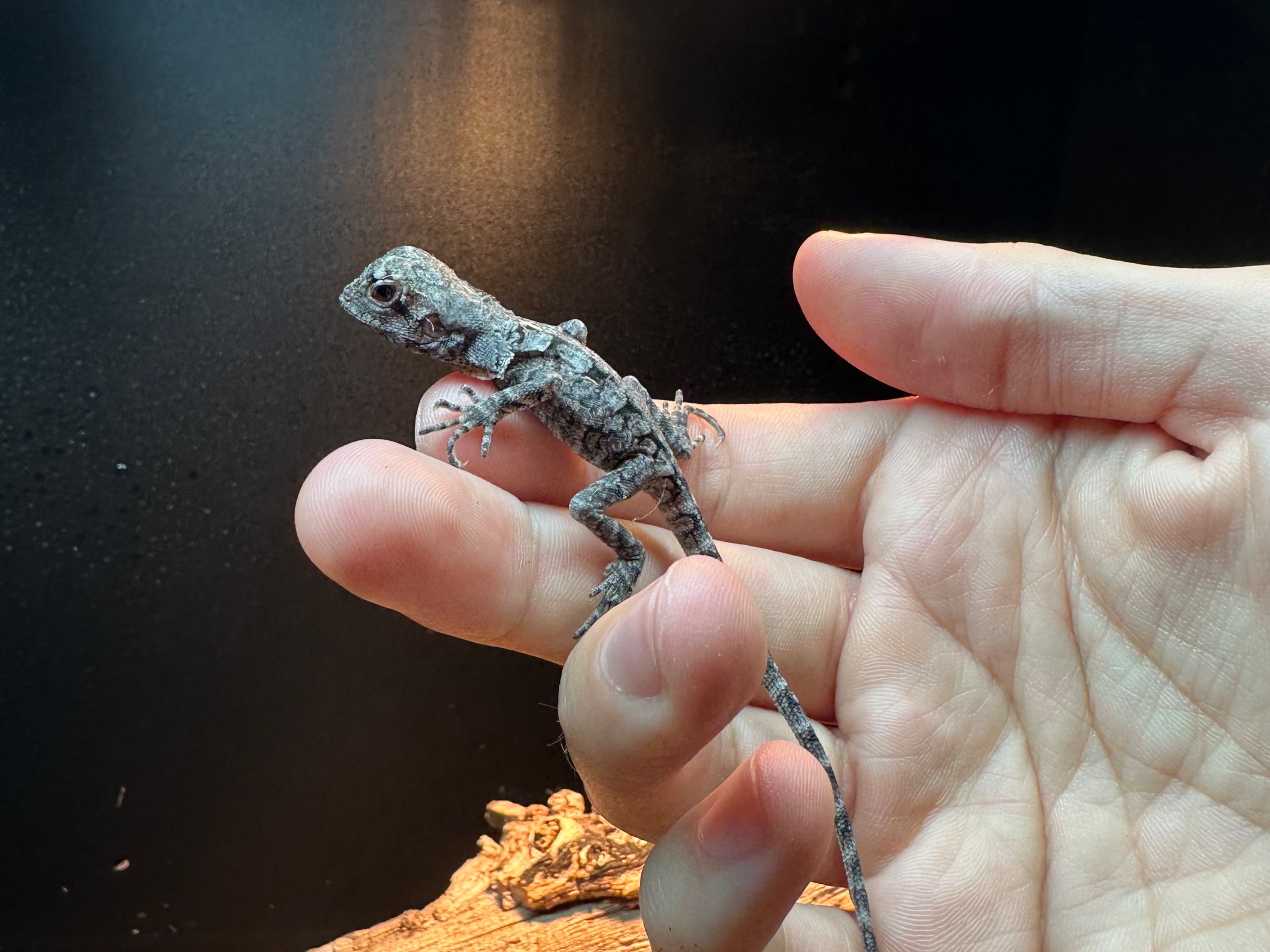 Baby Frilled Lizards