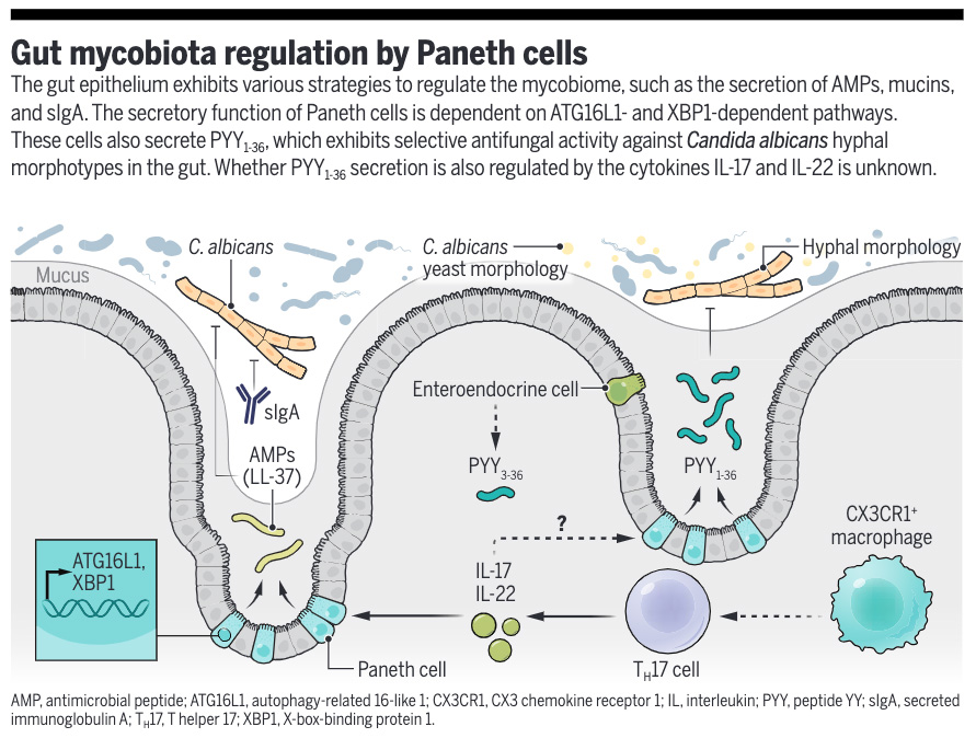 Paneth Cells Diagram
