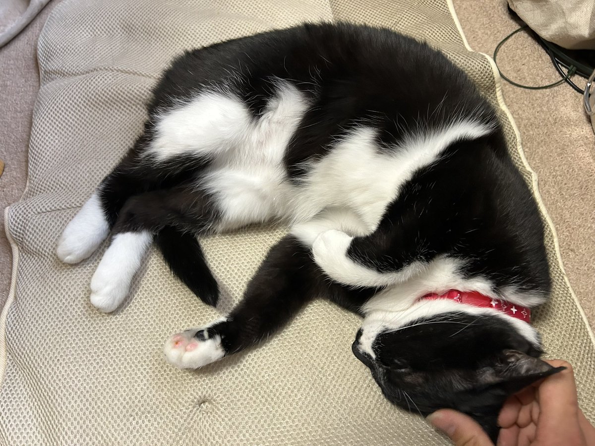 kuzawa(@kuzawa_bolete) - Twilog