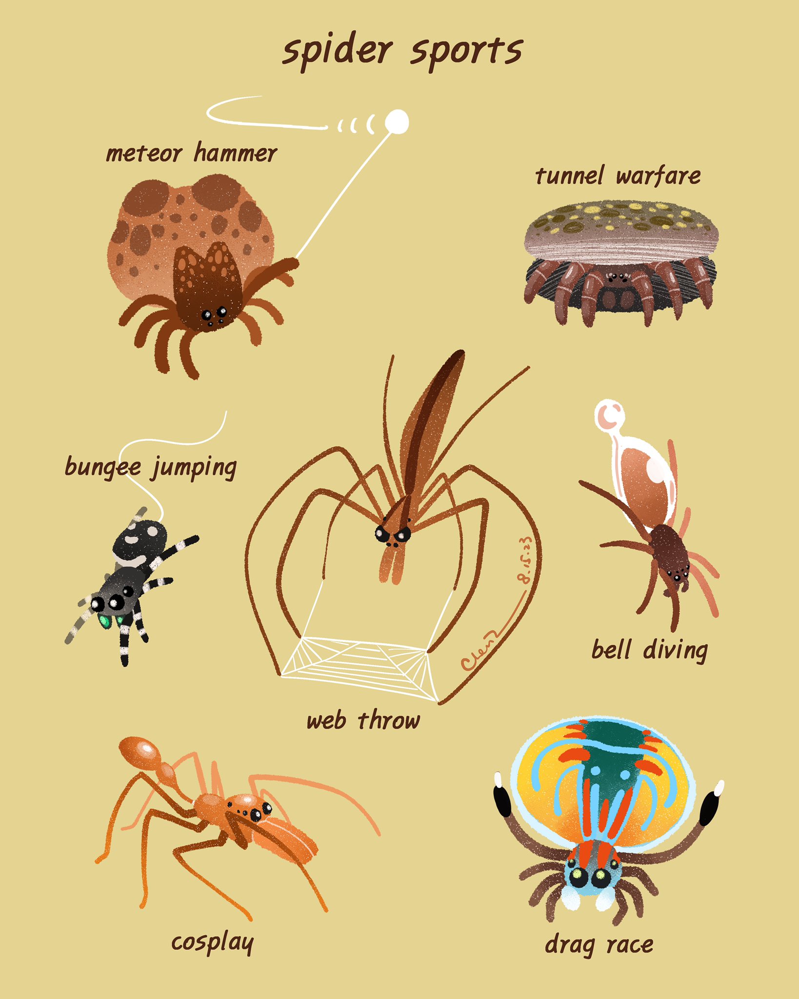 Life Cycle Of A Spider Diagram