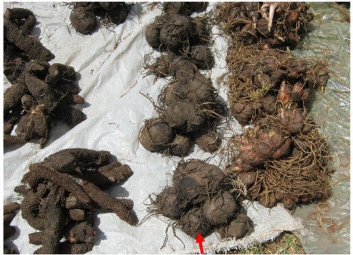 UKUKHIPHA ISICHITHO: Hlanganisa. . . 1. umsuzwane. 2. ishaladi lenyoka ...