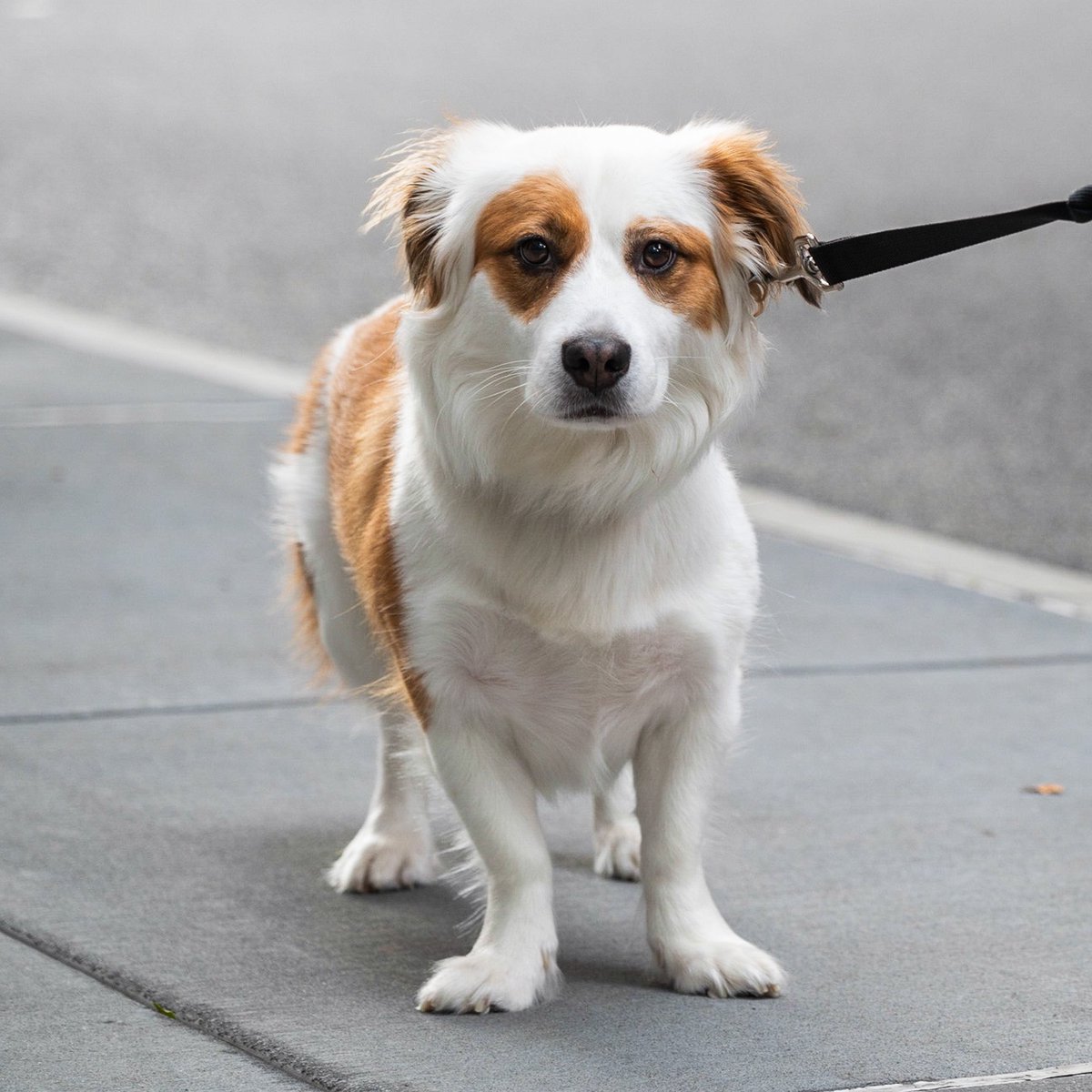 Corgi Cocker Spaniel Mix