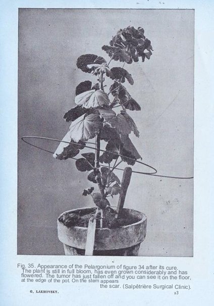 Electroculture Thread: Using Electricity to Boost Plant Growth ⚡🌱⚡ ...