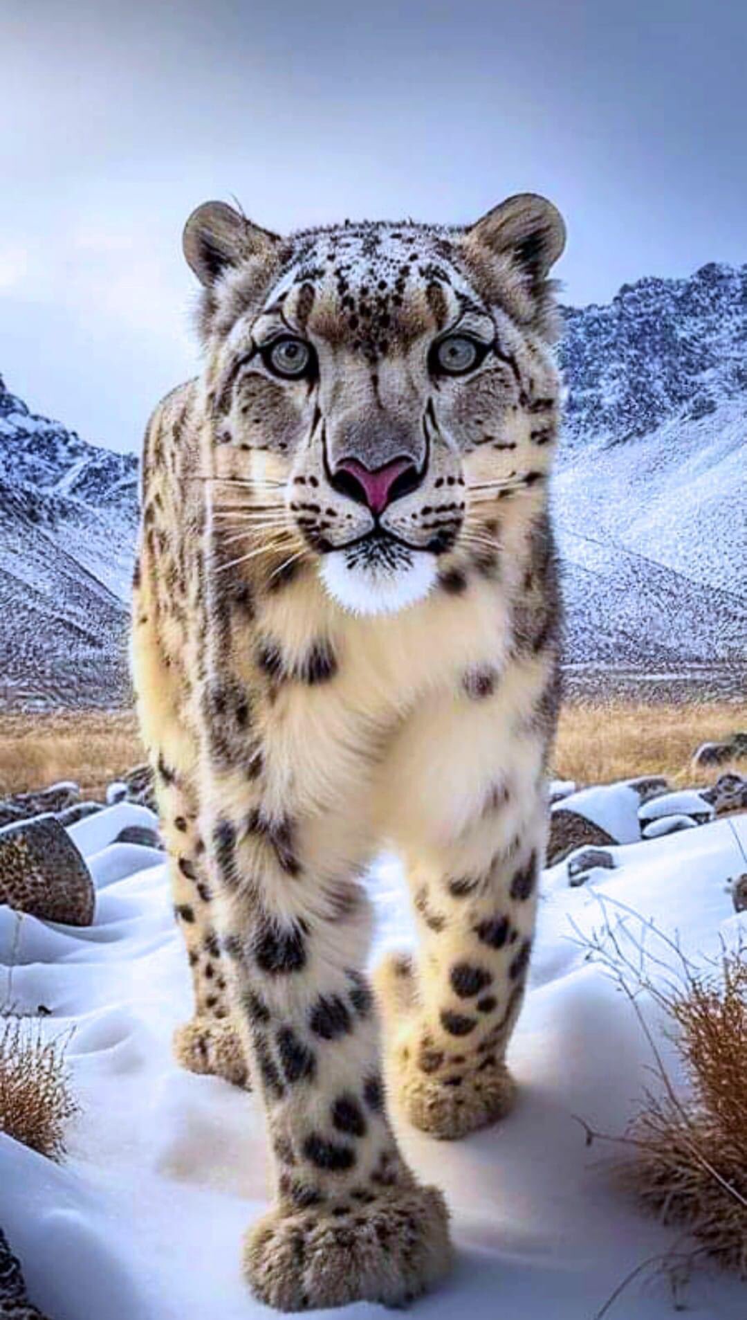 Snow Leopard Iphone Wallpaper