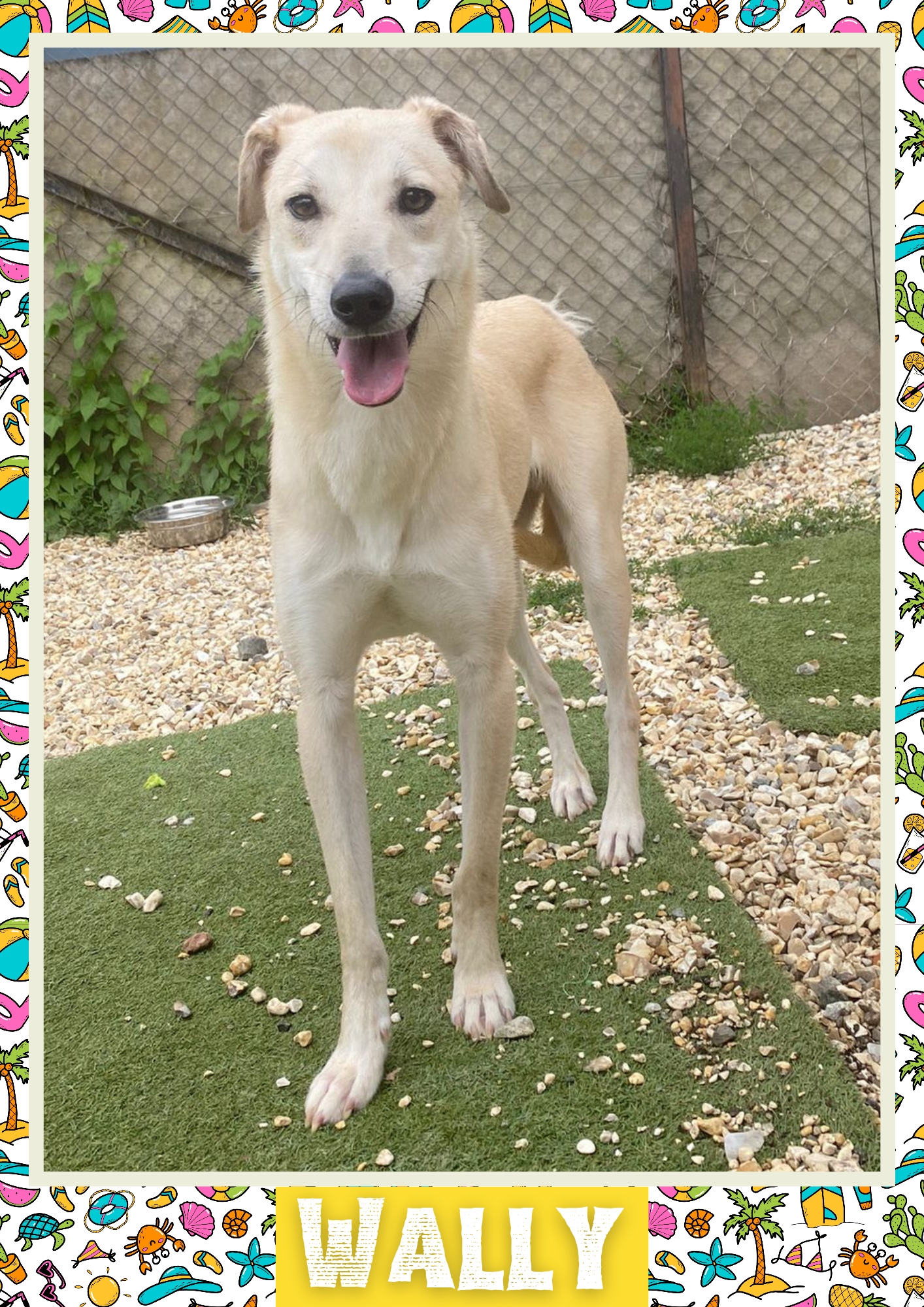 White Greyhound Lab Mix