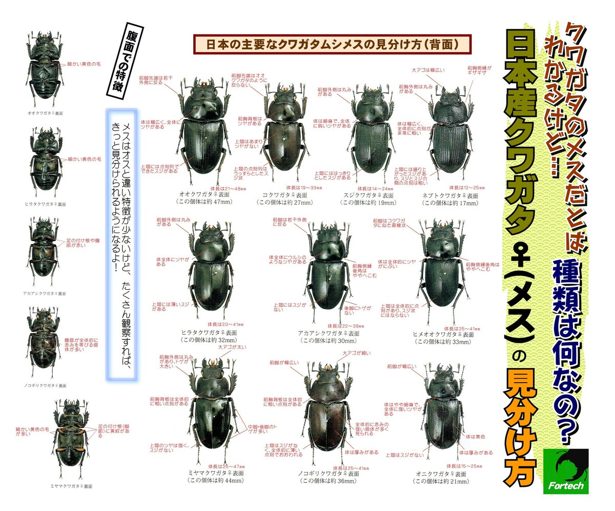 kuzawa(@kuzawa_bolete) - Twilog