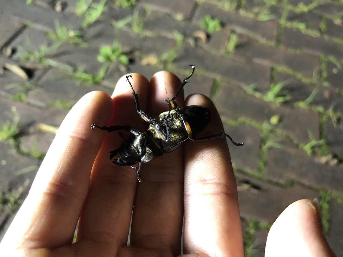 kuzawa(@kuzawa_bolete) - Twilog