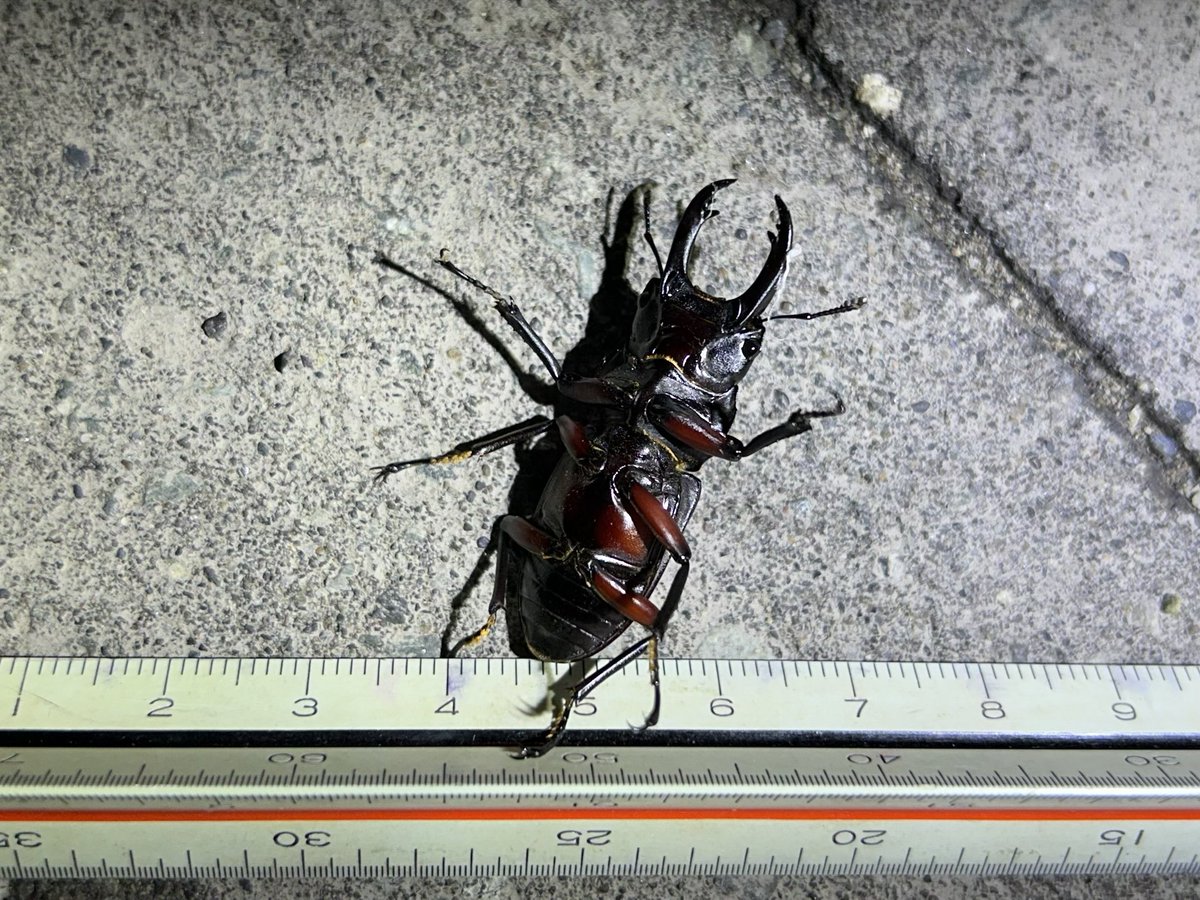 kuzawa(@kuzawa_bolete) - Twilog