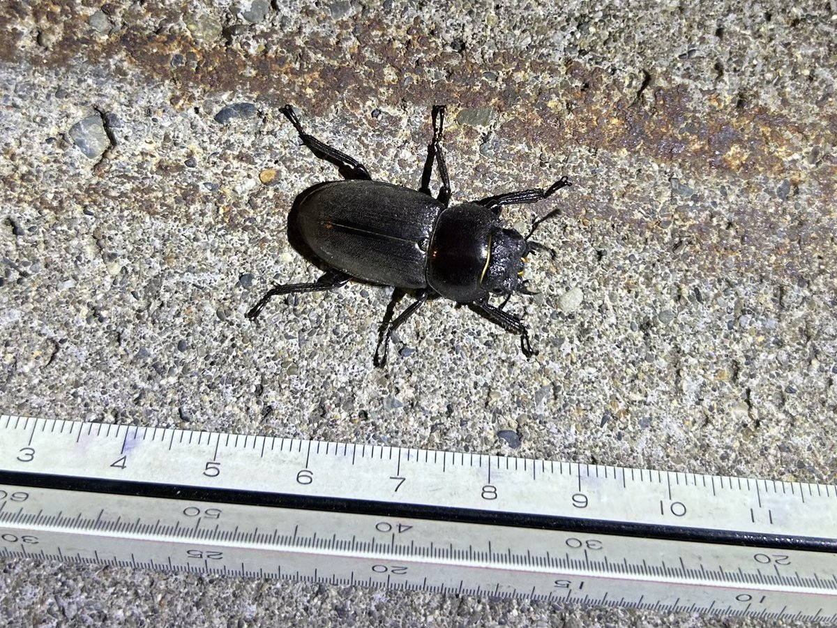 kuzawa(@kuzawa_bolete) - Twilog