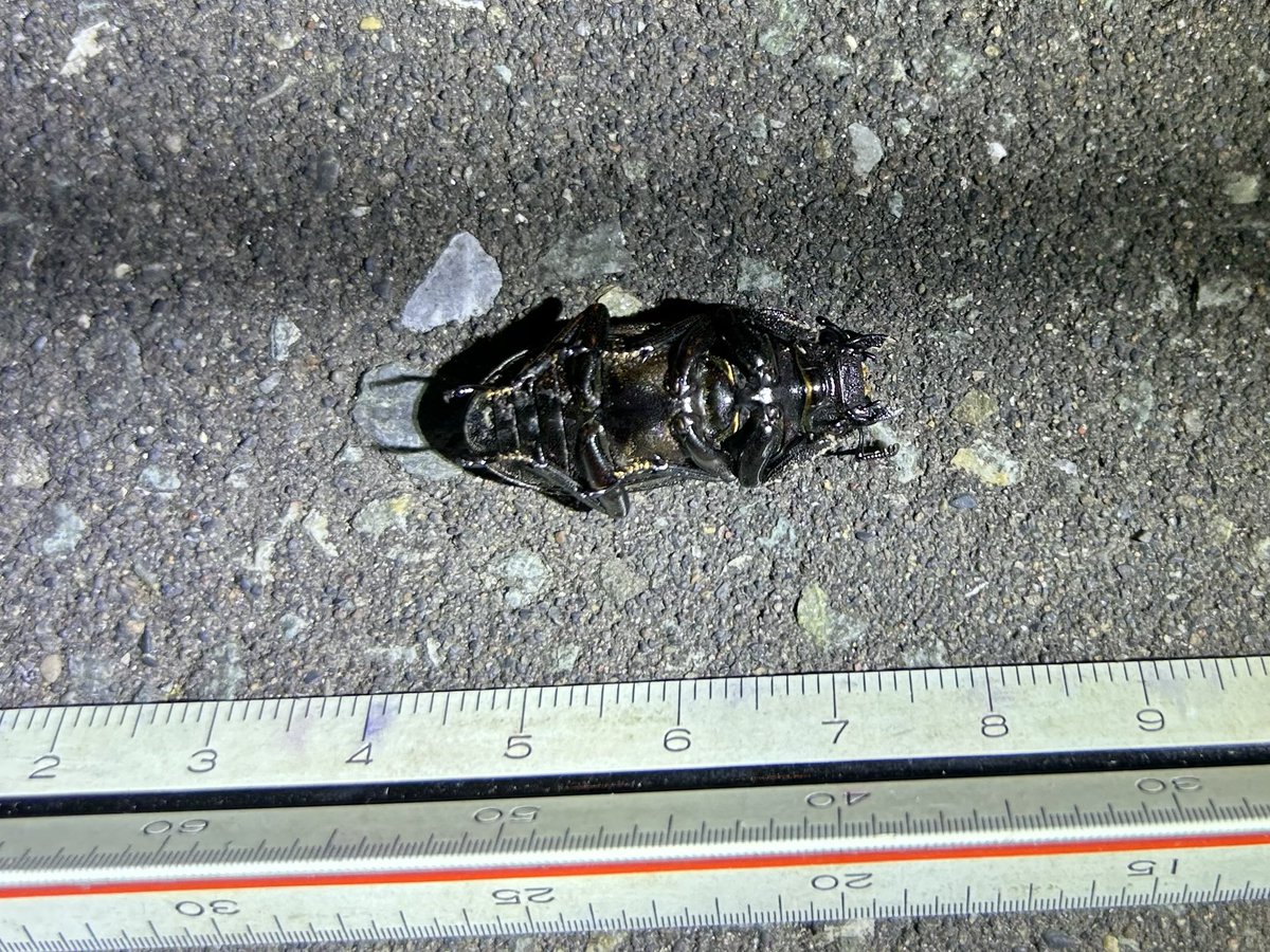 kuzawa(@kuzawa_bolete) - Twilog