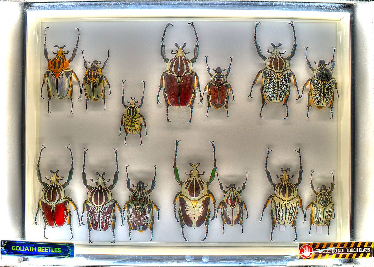 خنفساء جالوت Goliath beetles (Goliathus sp.) خنفساء جالوت واحدة من أكبر ...