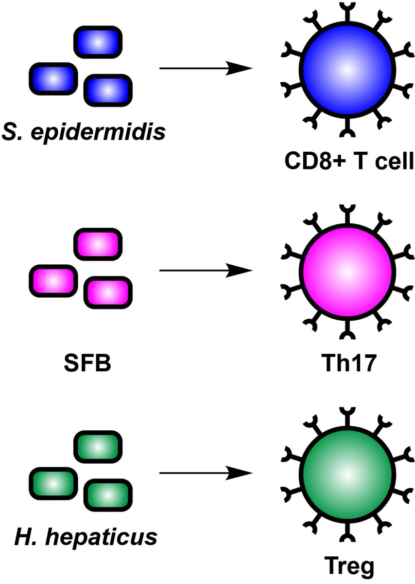 Today we report a detailed map of interactions between the immune ...