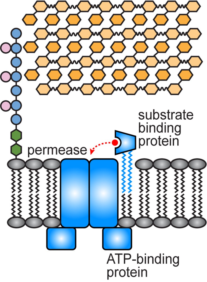 Today we report a detailed map of interactions between the immune ...