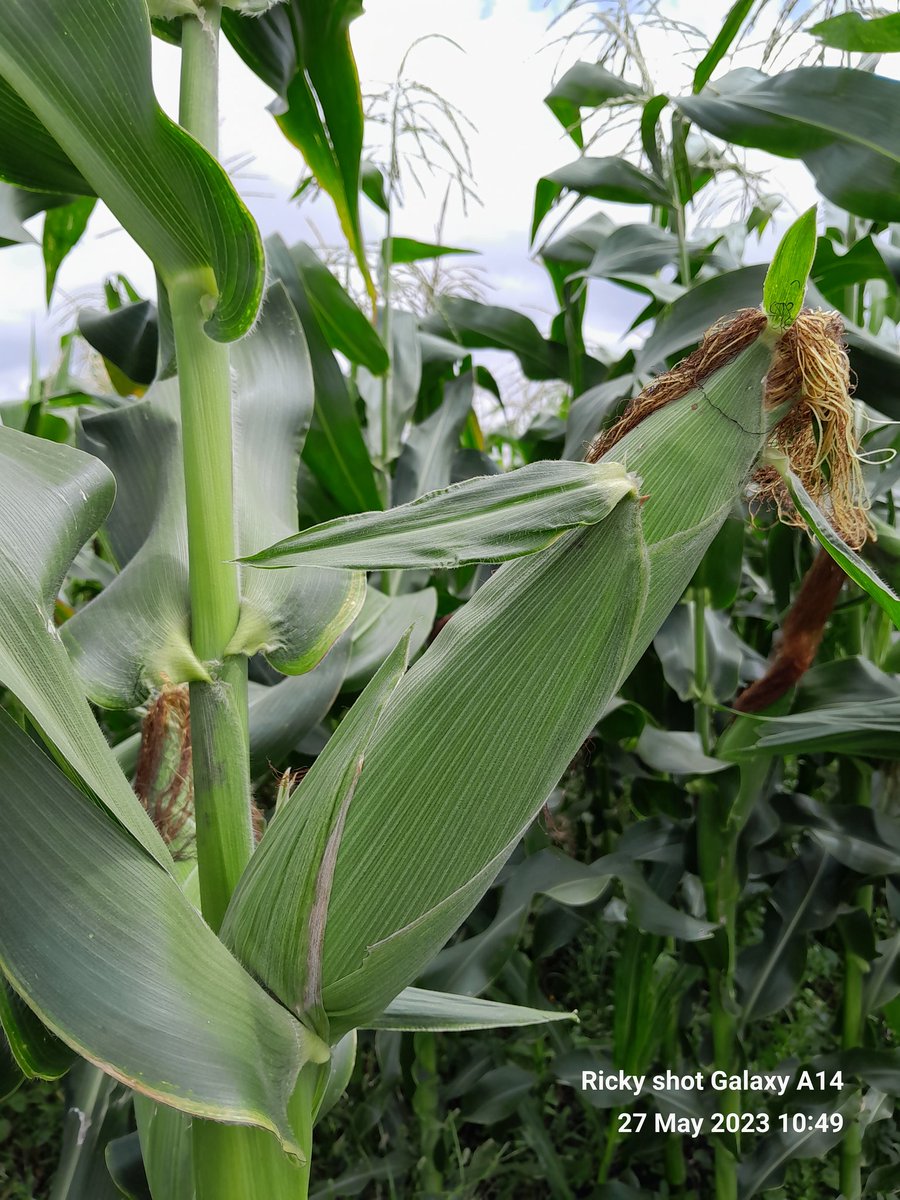 Sample breakdown of the costs involved in growing maize on a one-acre ...
