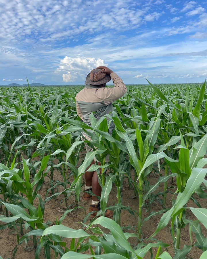 Sample breakdown of the costs involved in growing maize on a one-acre ...