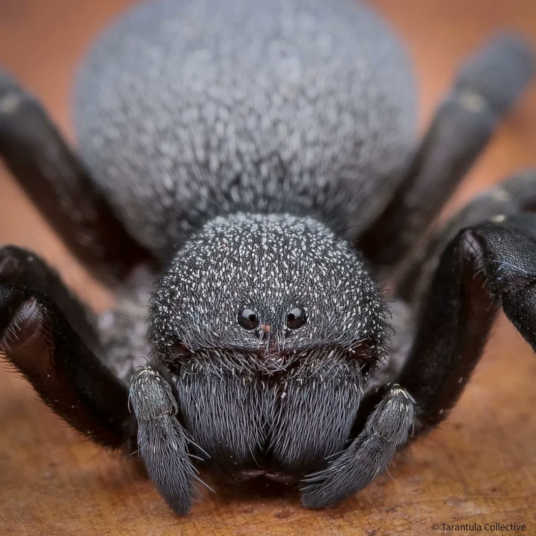 Tarantula Spider Eyes
