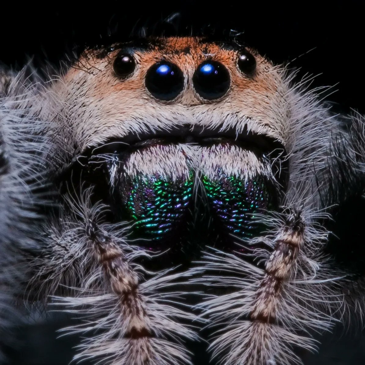 Tarantula Spider Face