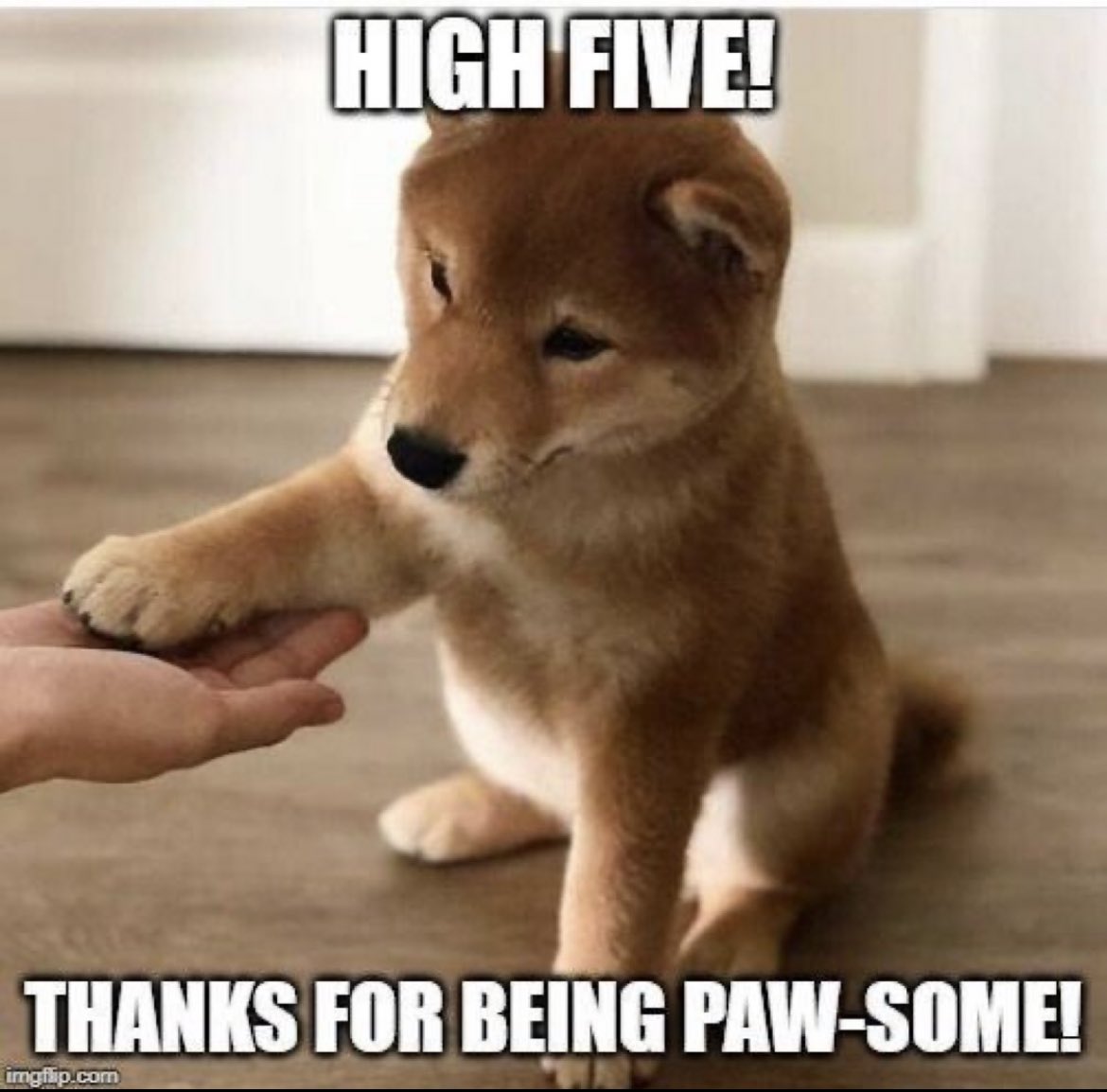 High Five Dog Meme