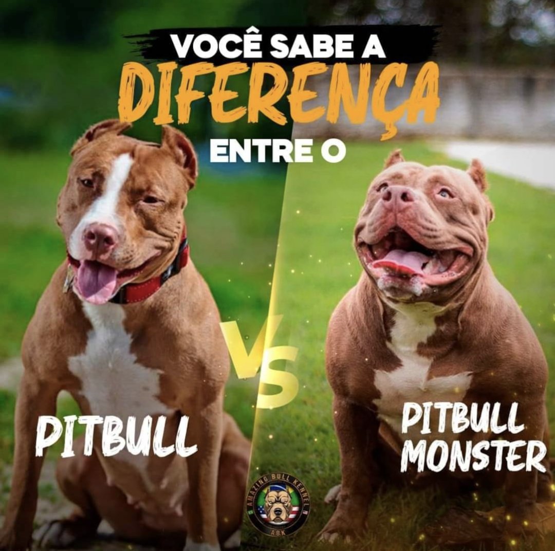 Monster Pitbull