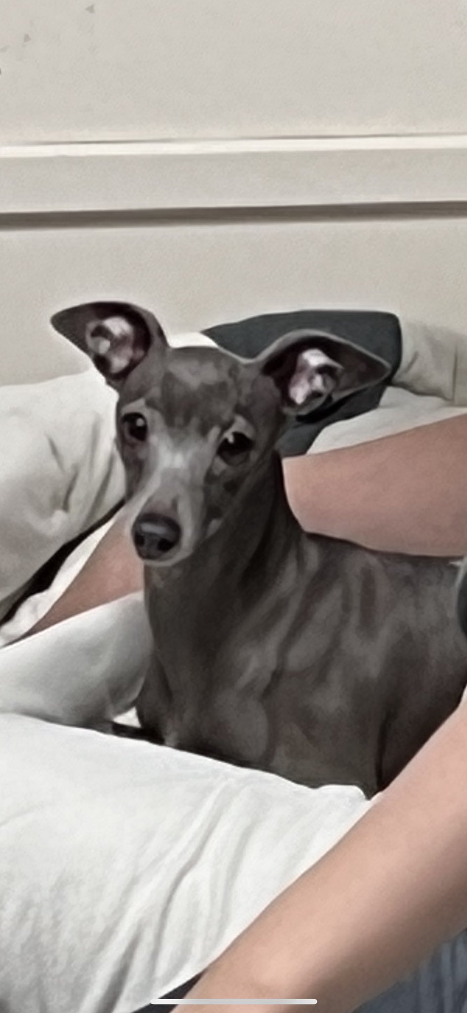 Grey Italian Greyhound Kermit