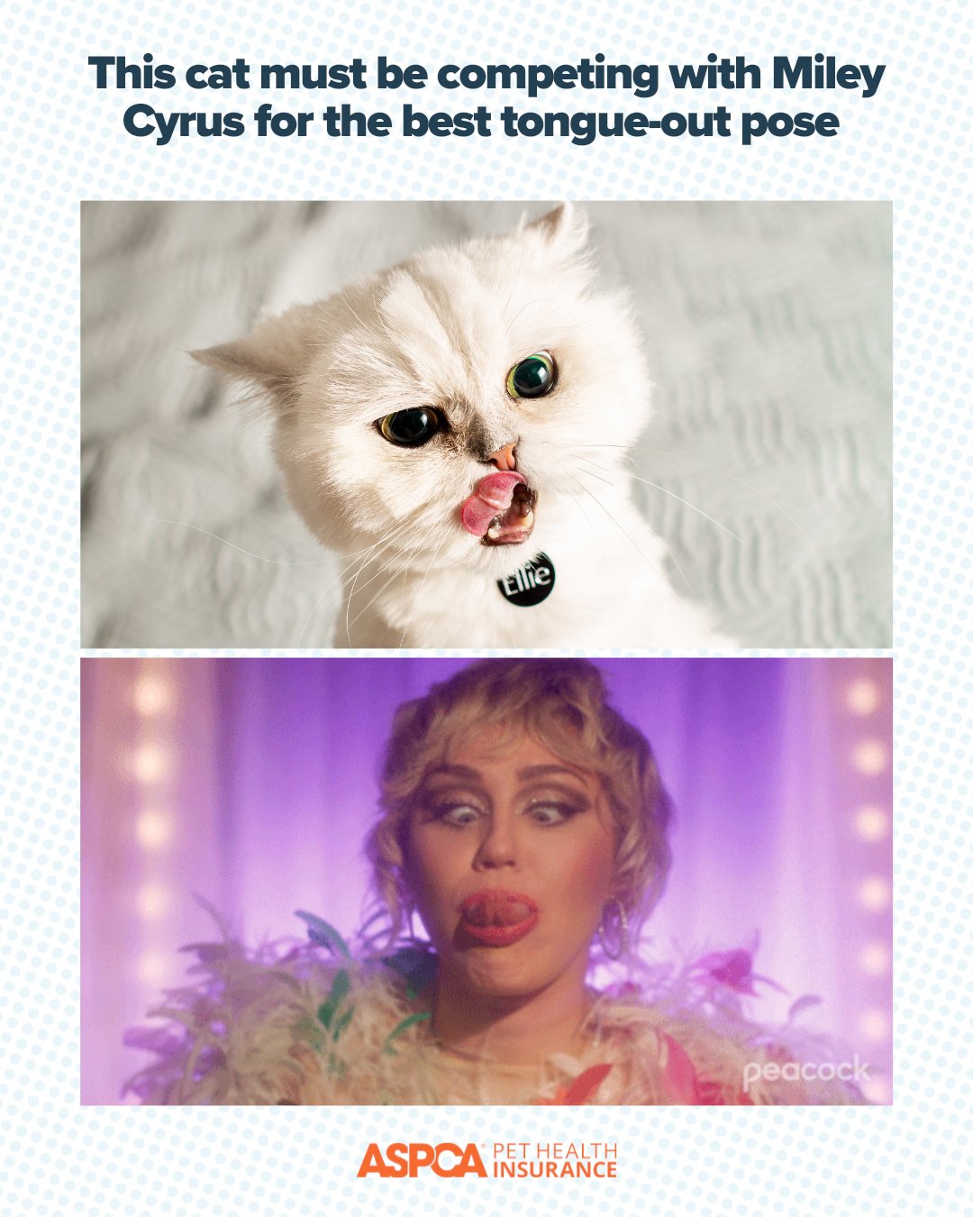 Miley Cat Memes