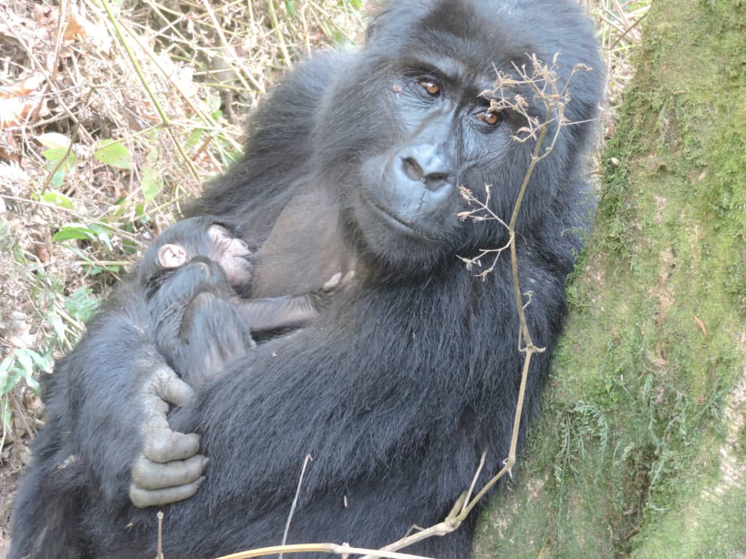 Gorilla Baby News From Uganda’s Bwindi Impenetrable National Park 🦍 ...