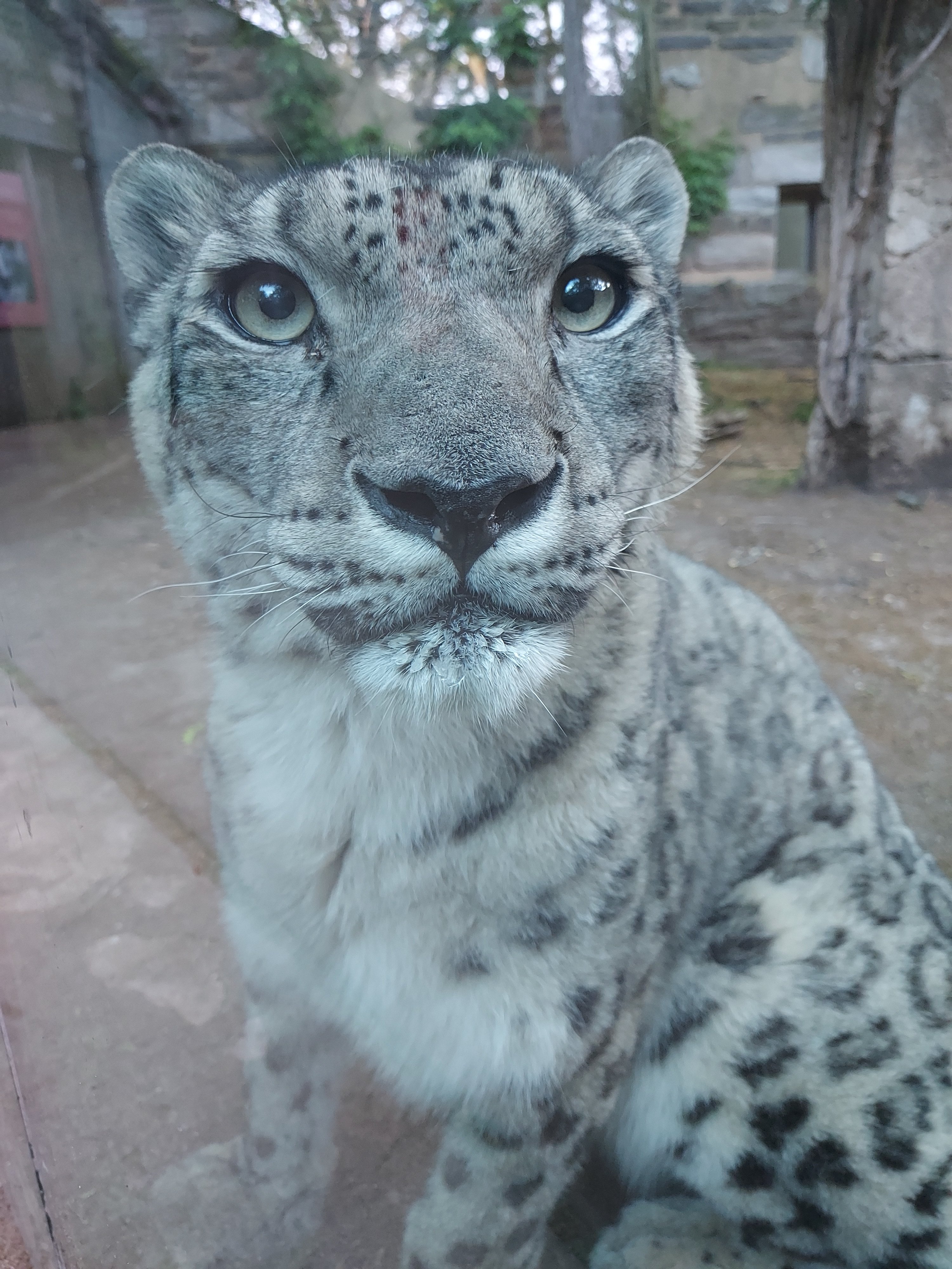 Snow Leopard Face With Blue Eyes