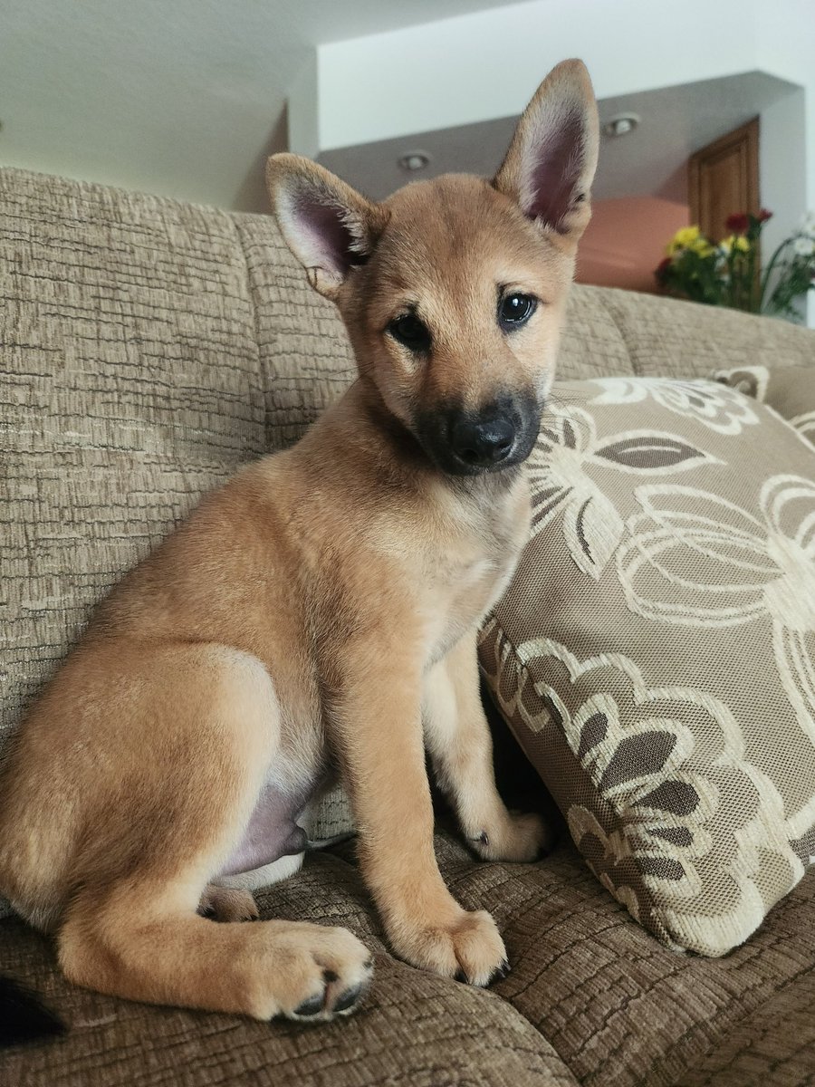 Shiba Inu German Shepherd Mix Puppy