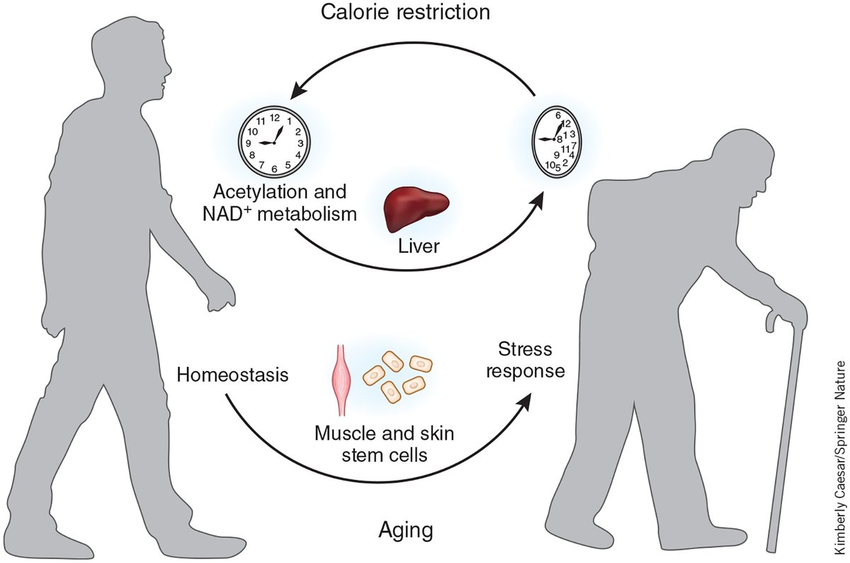 Aging causes what I call 'chronic jet lag syndrome' It's a perma debuff ...